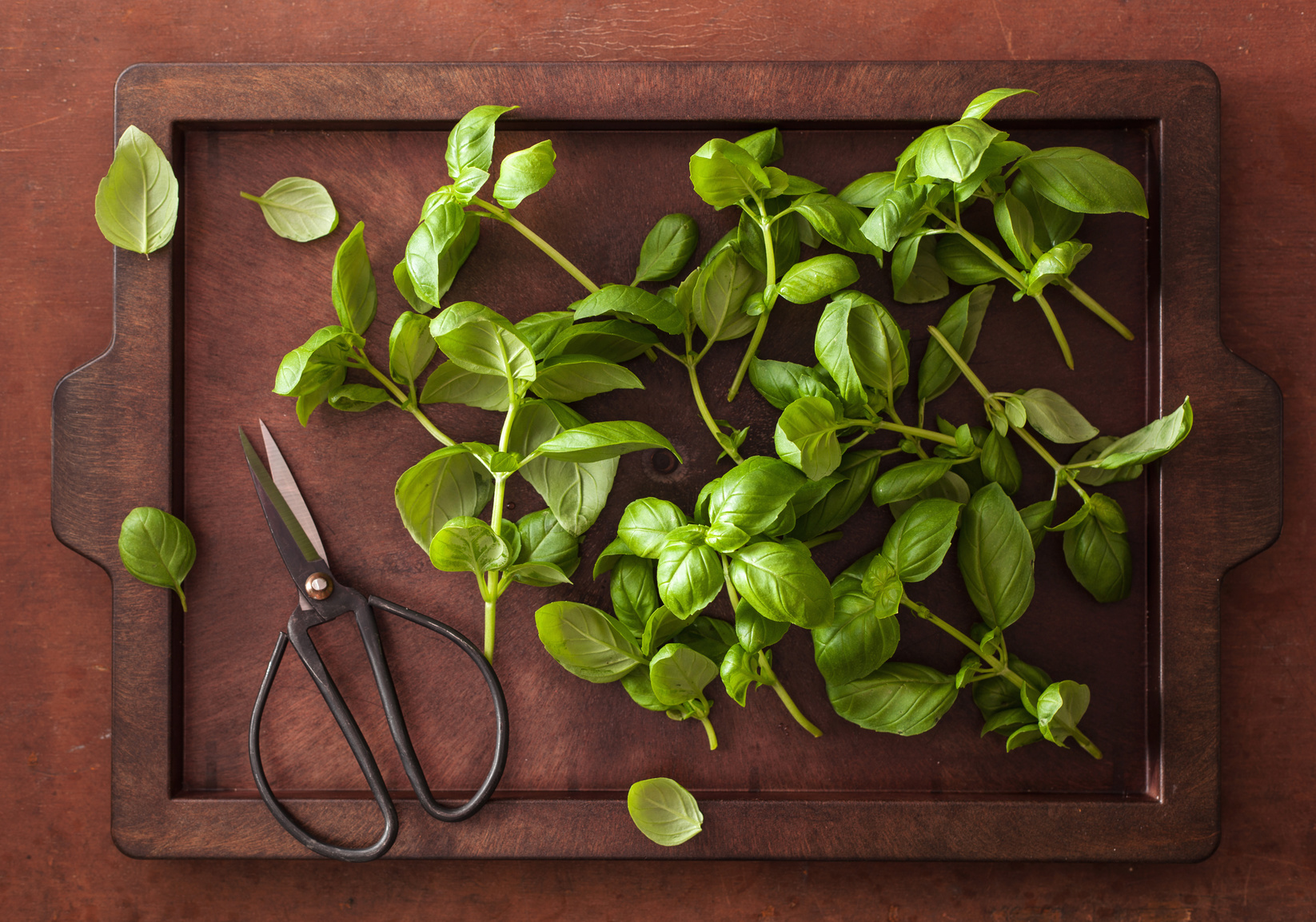 ¿Cómo mantener el color verde de las hierbas aromáticas? - Borges