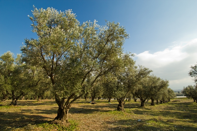 5 things you (probably) did not know about olive trees - Borges